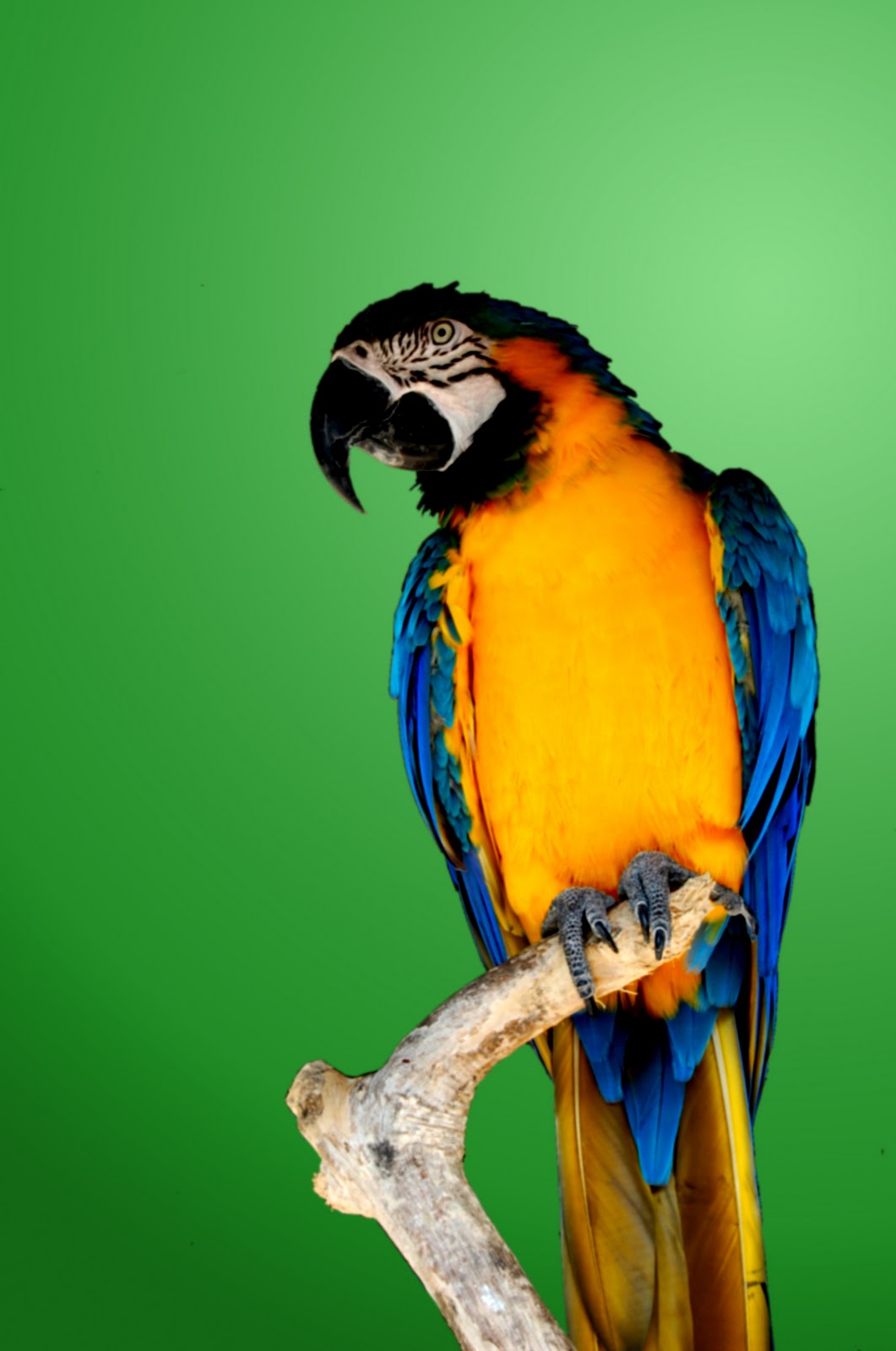 infinitaspossiibilidades: PARROT