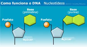 GENÉTICA: LINGUAGEM DA VIDA: Aula 1: A Estrutura do DNA