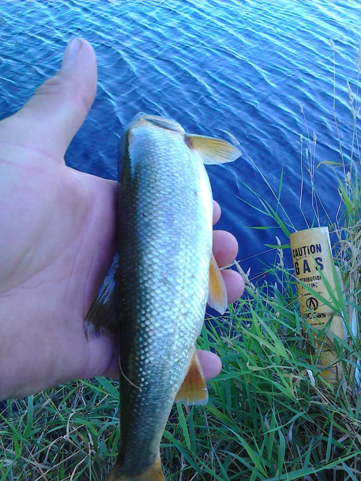 Fishing The Lower Mainland.: An Introduction.