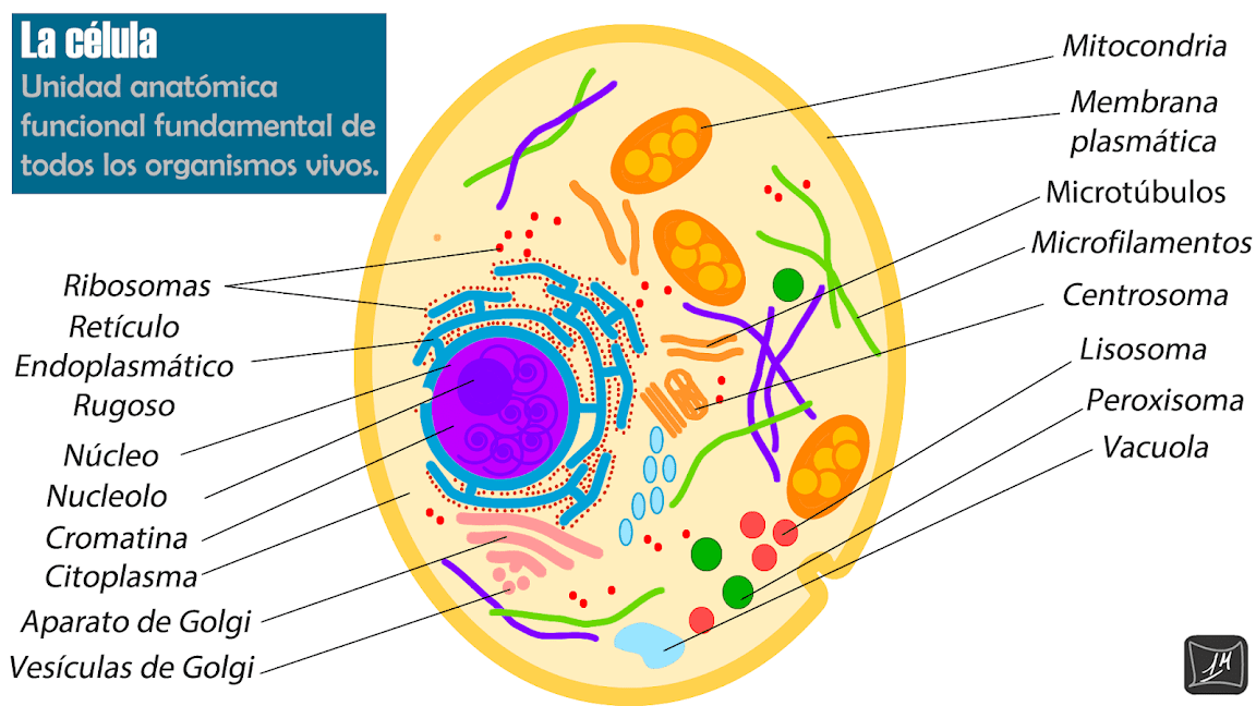 Procesos de los Seres Vivos