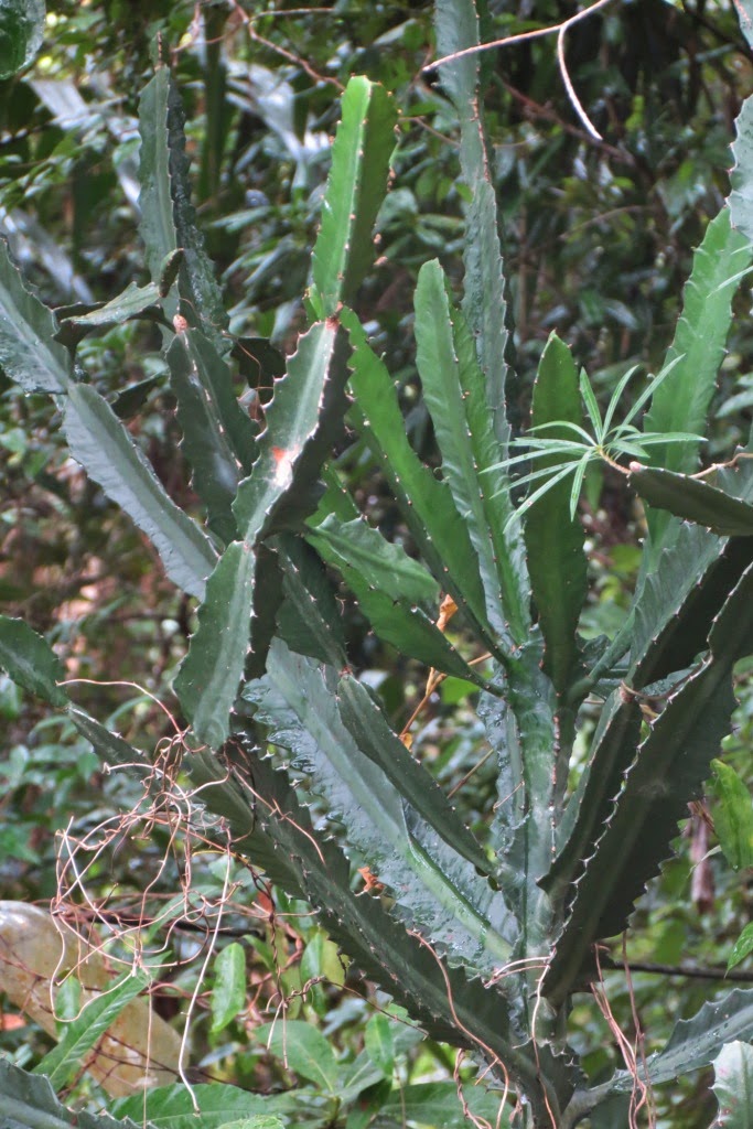 harithacharika - Travelling Nature in Sri Lanka: Dombagaskanda ...