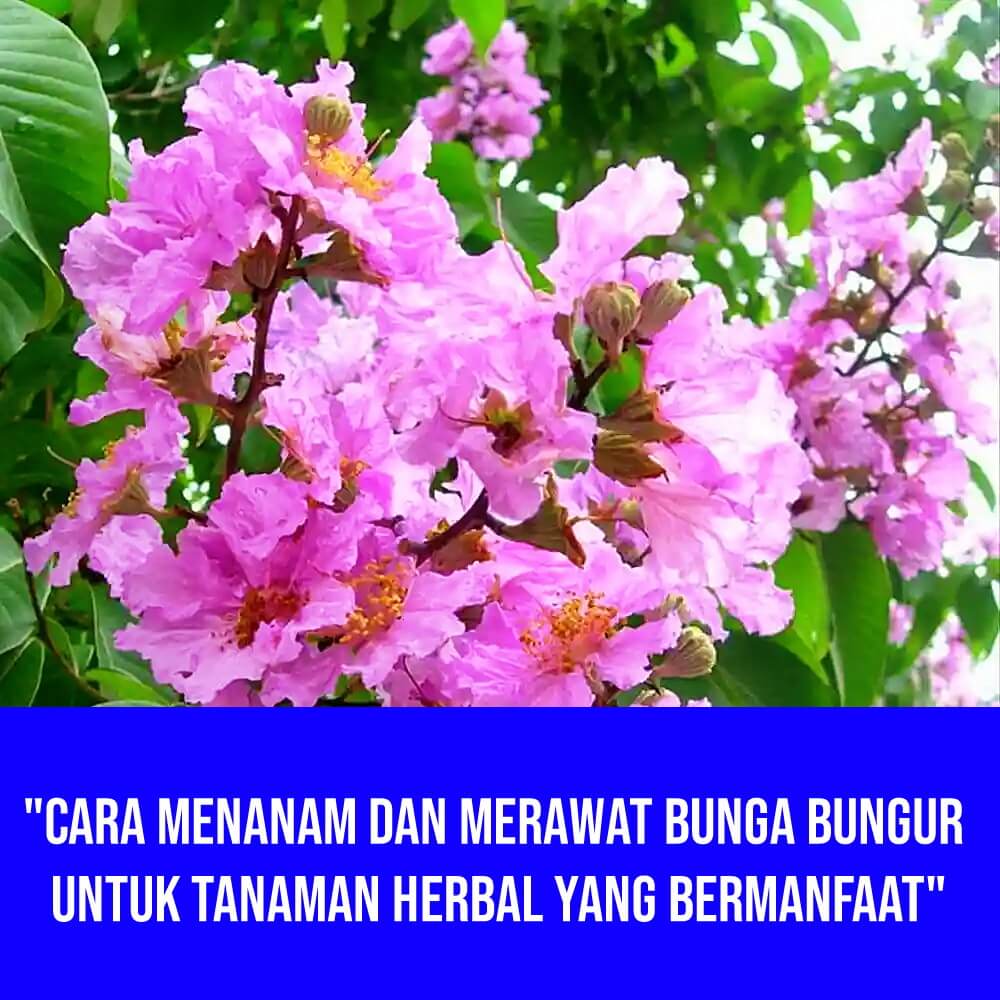 Tips Dan Cara - Cara Gampang Menanam Dan Merawat Bunga Bungur Untuk ...