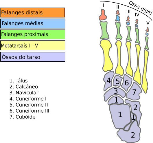 Ossos do metatarso; Metatársicos; Ossos Metatársicos
