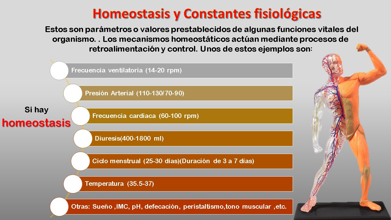 Homeostasis y Constantes Fisiológicas