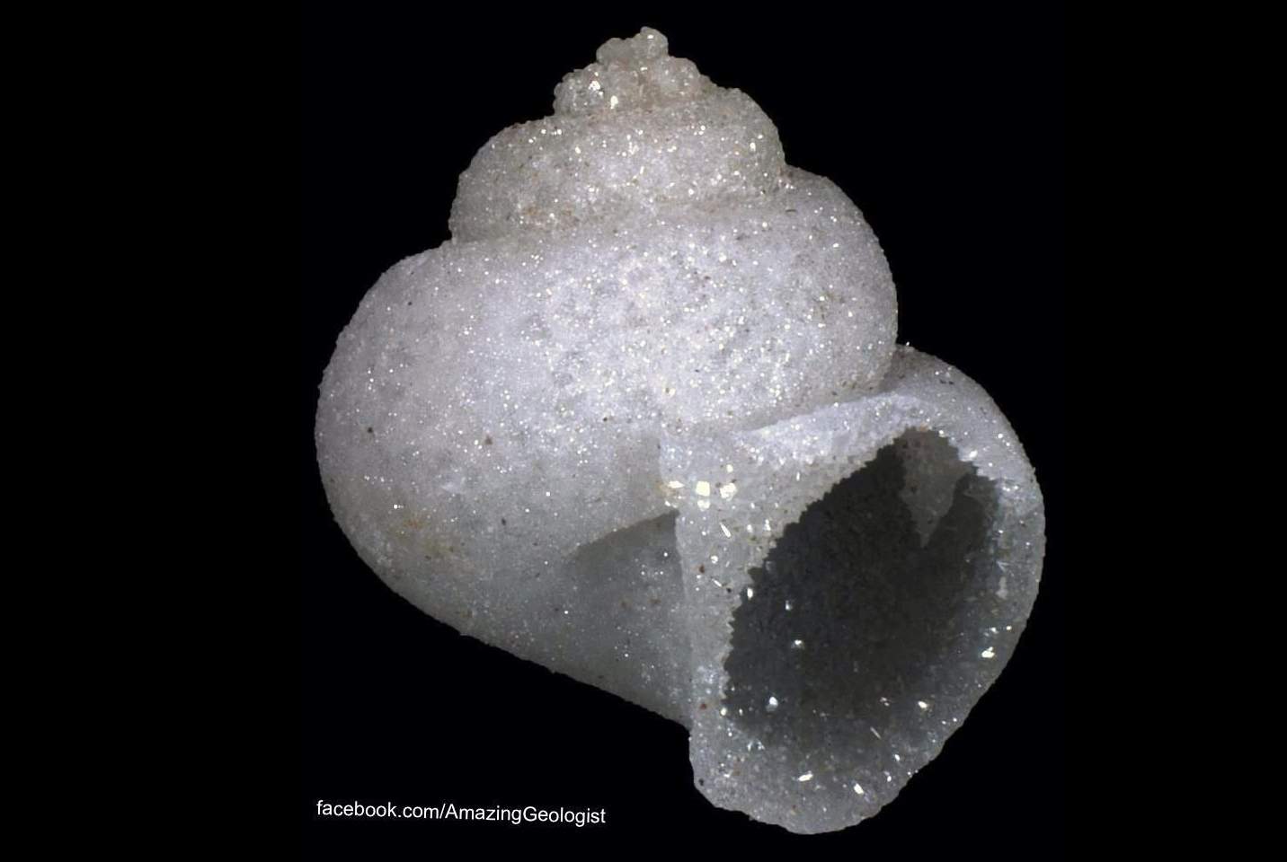 Gastropod Shell Formed by Mineral Replacement - Geology In