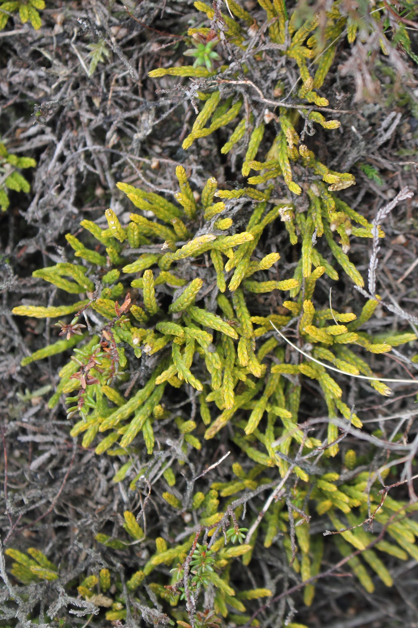 Valley Naturalist: Clubmosses
