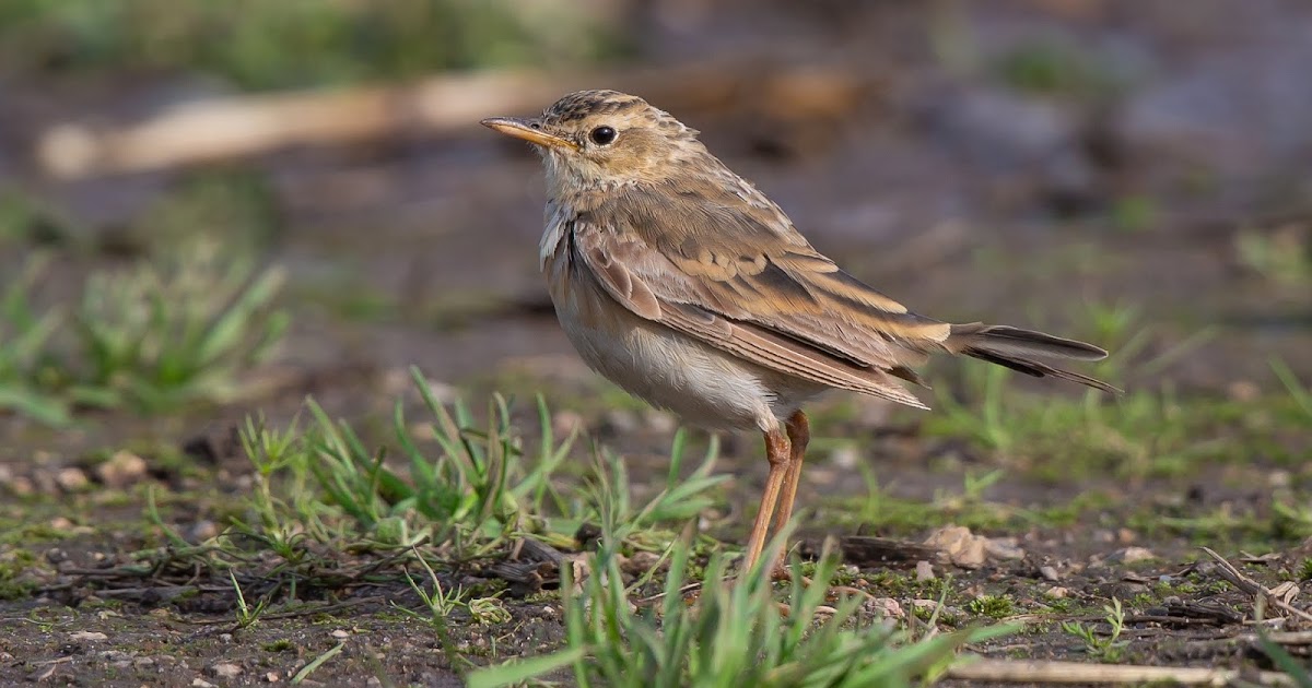 Getting in a complete paddy in Cornwall