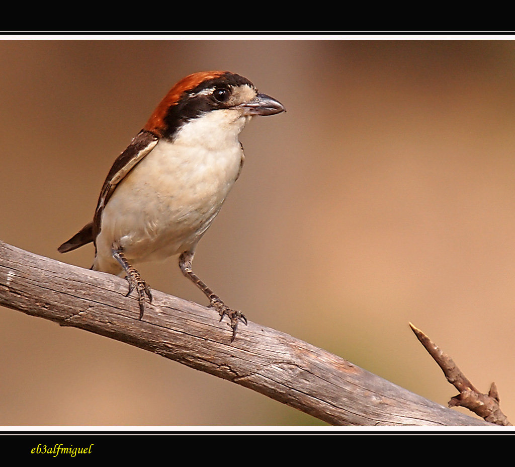Miguel fotografia: Alcaudón Común (Lanius senator)