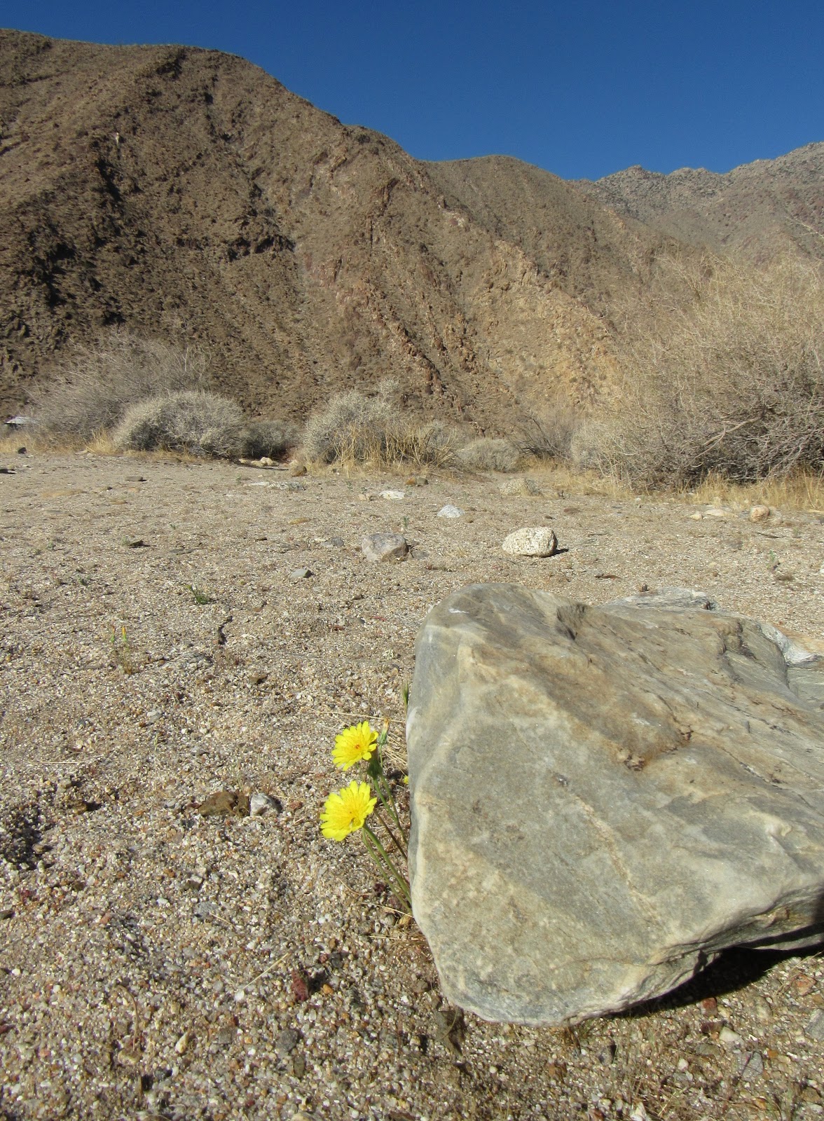 Flowering Trees & Shrubs of the Colorado Desert