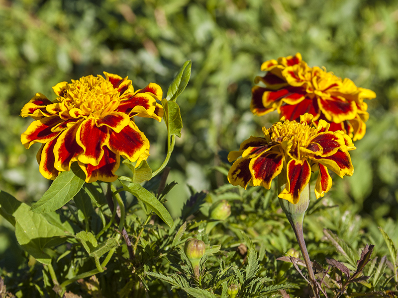 Craite (Tagetes) - Magazin seminte de gradina