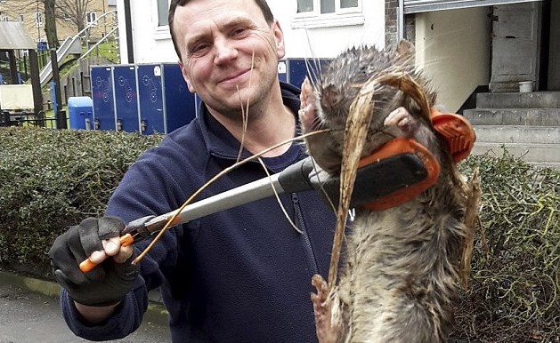 VIJESTI: VIJEST OBIŠLA SVIJET: Pored igrališta uhvaćen pacov velik kao ...