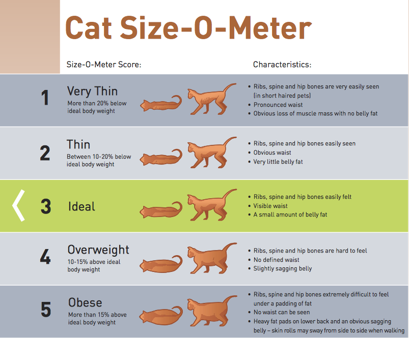The Pet Geek : How to become a pet size-o-meter guru
