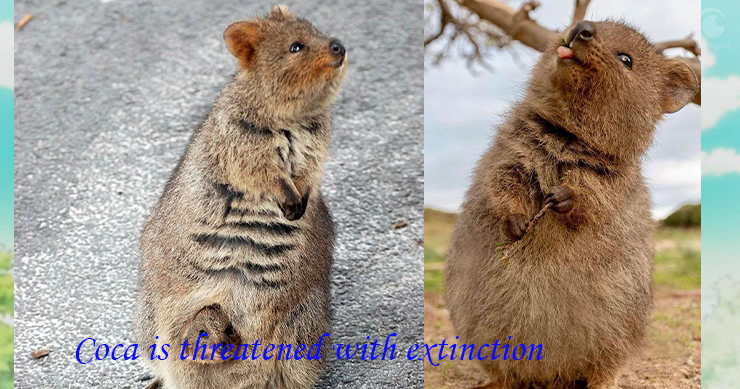 Coca is a marsupial animal from the same kangaroo family