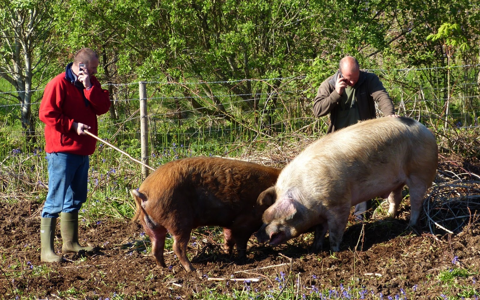A Kilchoan Diary: Pig Fight - Round 2