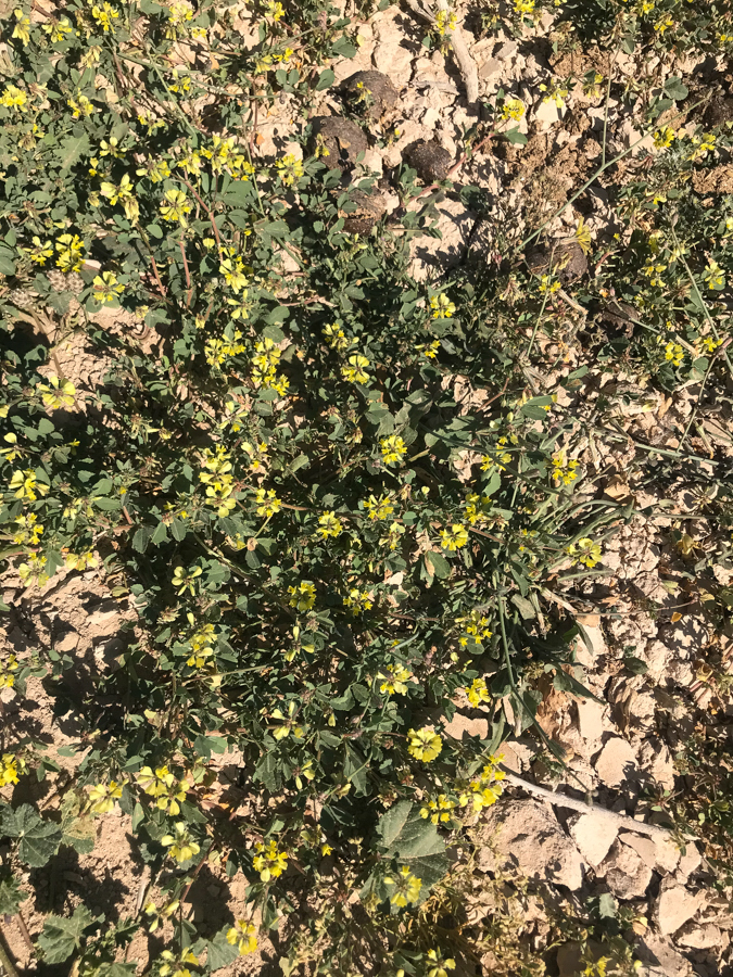 Birds of Saudi Arabia: Nifal – Judah