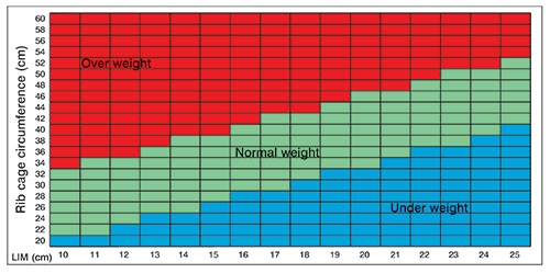Cardio Trek - Toronto Personal Trainer: The Pet Project, Part One - Our ...