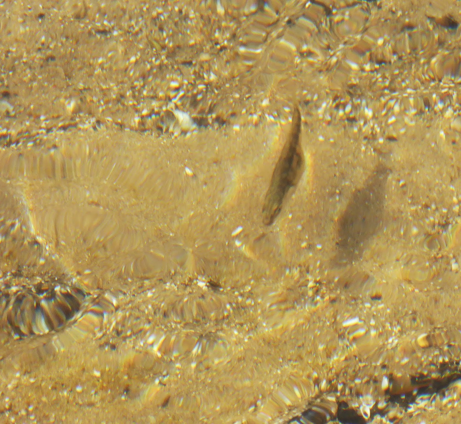 Wild and Wonderful: Flowers, Insects and Fish at NT Oxburgh Hall, Norfolk