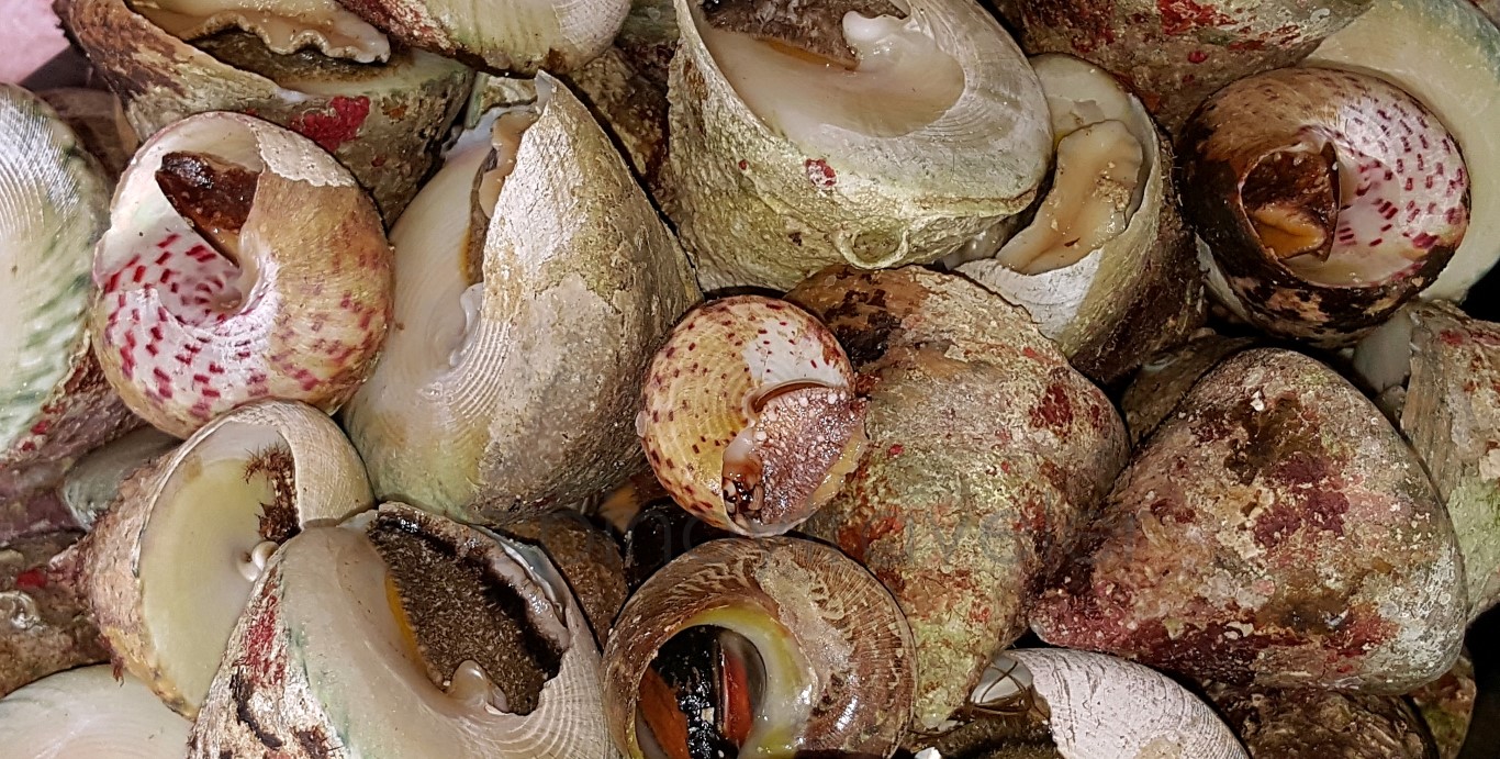 Canigao Island: The Inside Story