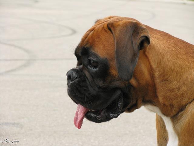 VOKIEČIŲ BOKSERIS (Deutscher Boxer) ..........: Nuotraukos