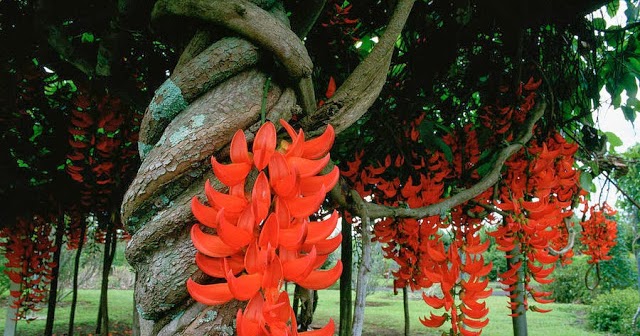 10 - те най рядко срещани цветя: 6.Нефритена лоза /Strongylodon ...