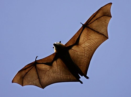 Classificação Eutéria ~ Biólogo Esperto