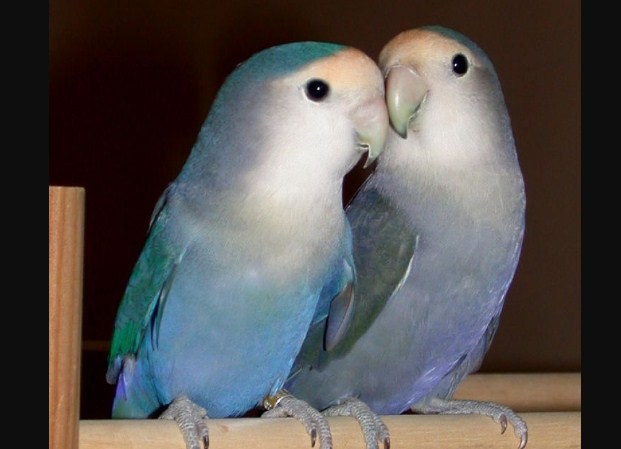 Dutch Blue Lovebird | Birds Care Center
