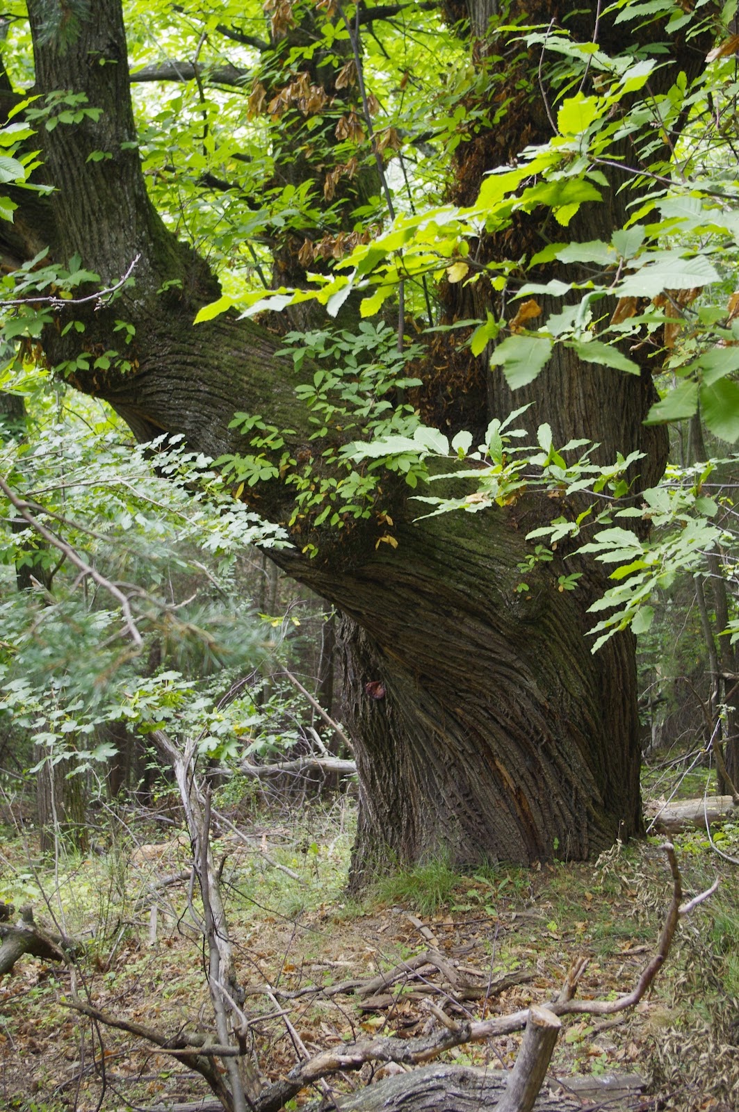 L'Albero delle Mele: Un generoso re del bosco: il Castagno!