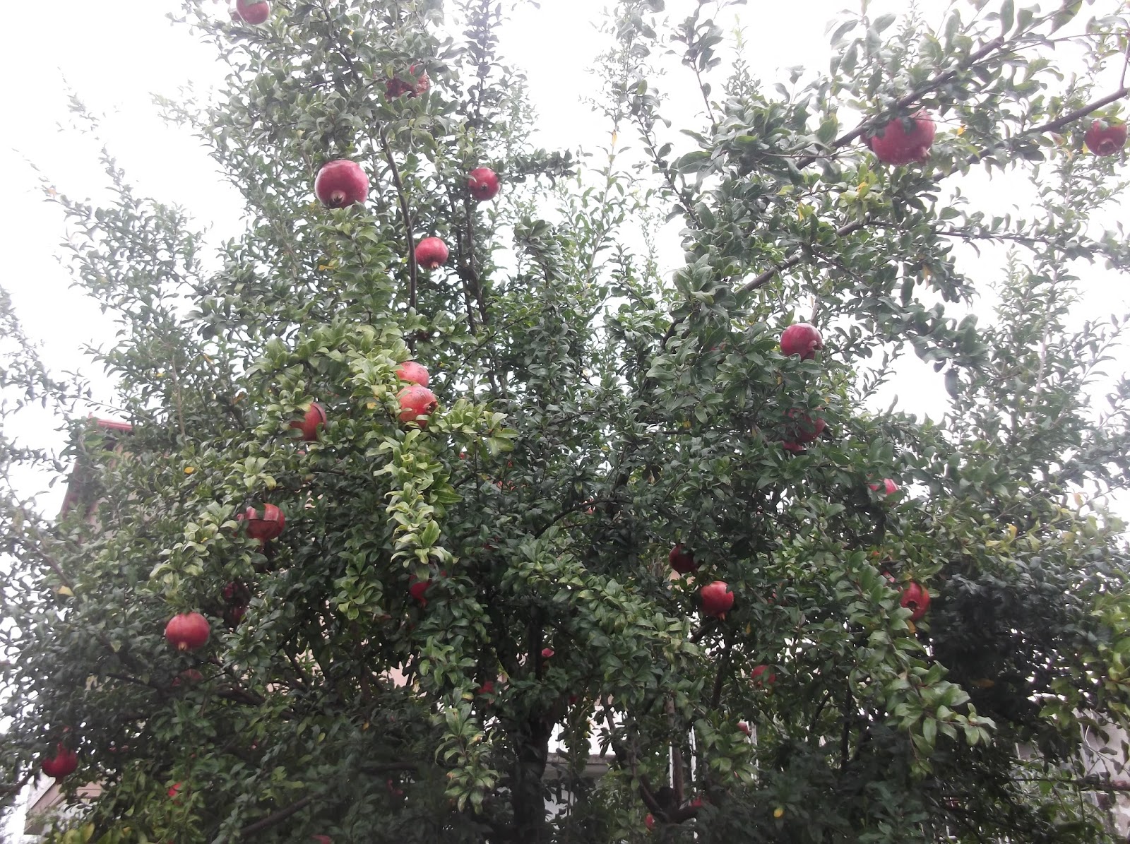 TA ΦΘΙΝΟΠΩΡΙΝΑ ΔΕΝΤΡΑ ΤΗΣ ΓΕΙΤΟΝΙΑΣ ΜΑΣ