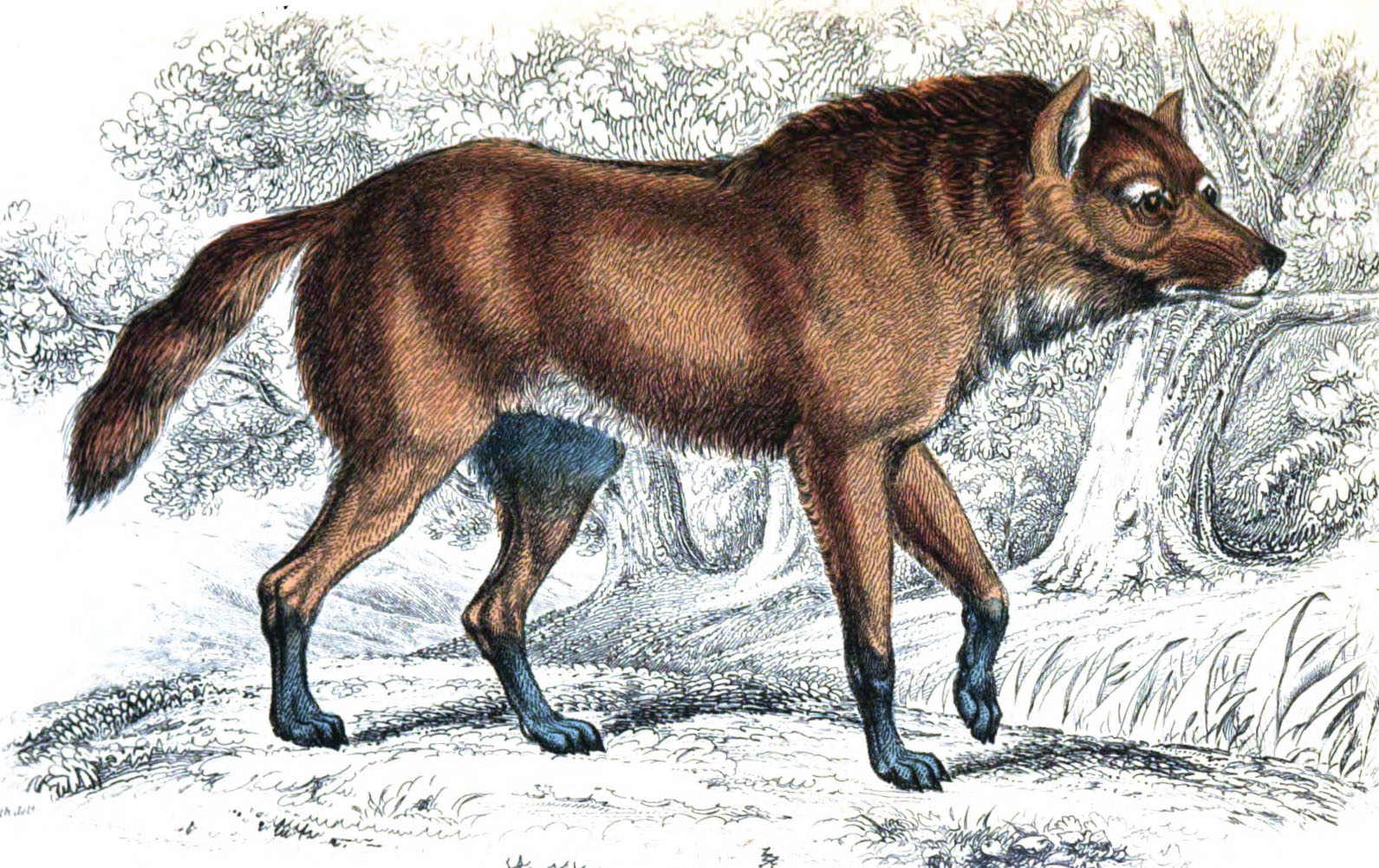 Recently Extinct Mammals