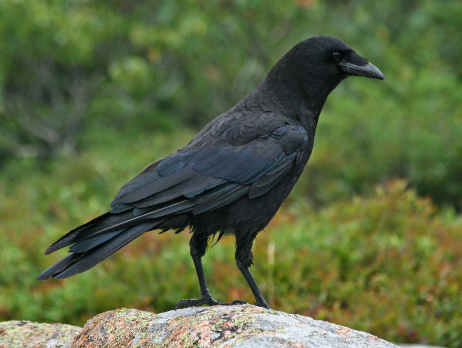 The Thirsty Crow ~ AllesüberSchatten