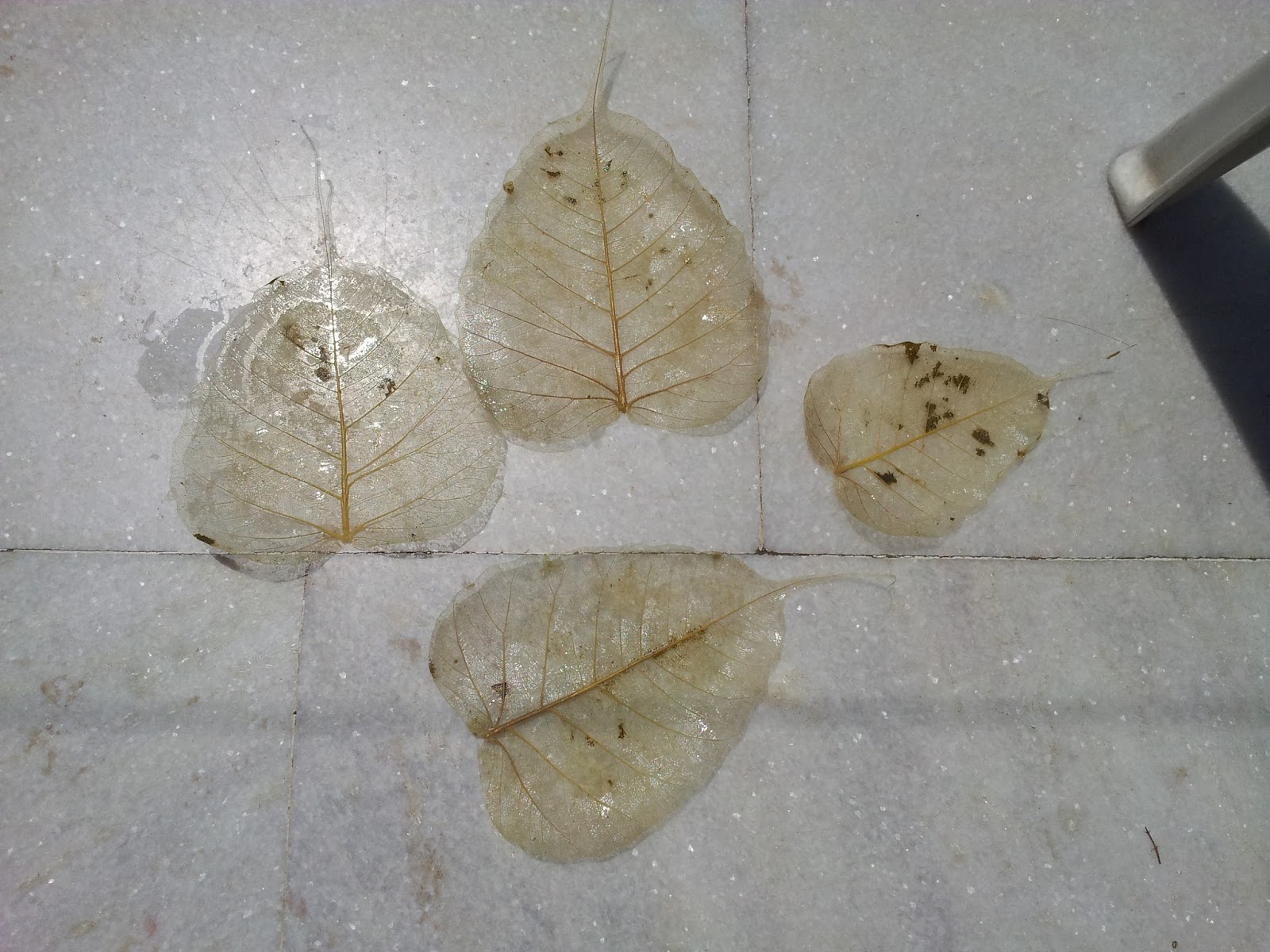 DIY Craftopedia Making Leaf Skeletons And Painting Them diy-craftopedia-making-leaf-skeletons-and-painting-them