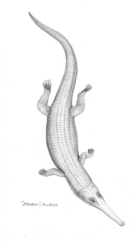 Escenarios prehistóricos: Steneosaurus