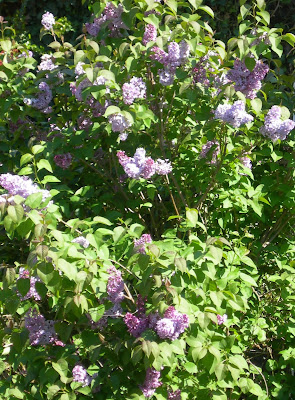 P e l l e g r i n a: Oggi è il primo maggio