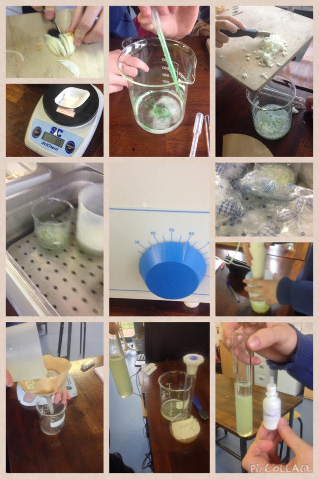 Magh Sci: LC Biology - DNA Extraction