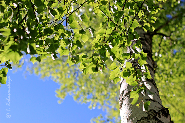 Photo Hacks: How to Photograph Trees.