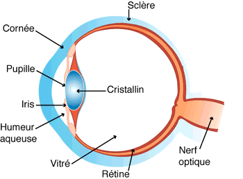L'Œil | Chirurgie Refractive TPE
