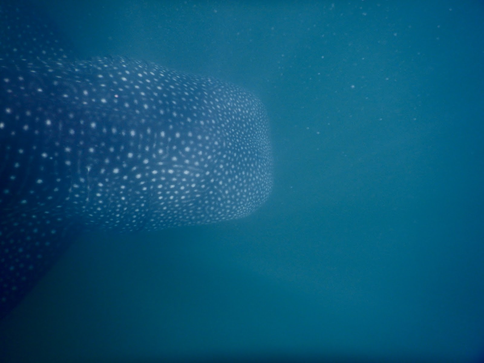 Traveling Texan Teacher: Butanding Interaction