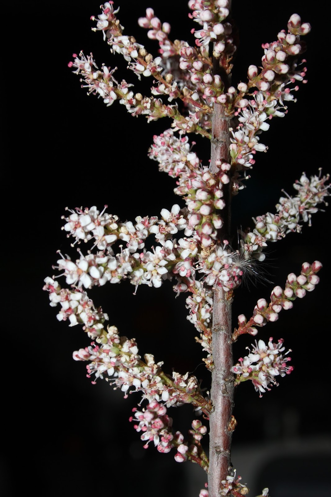 Biodiversity of Cyprus by NGO Protection of the Natural Heritage and ...