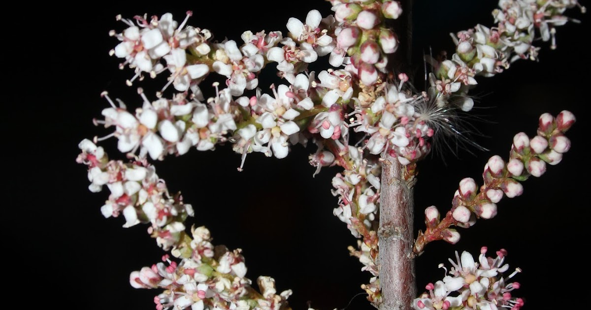 Biodiversity of Cyprus by NGO Protection of the Natural Heritage and ...