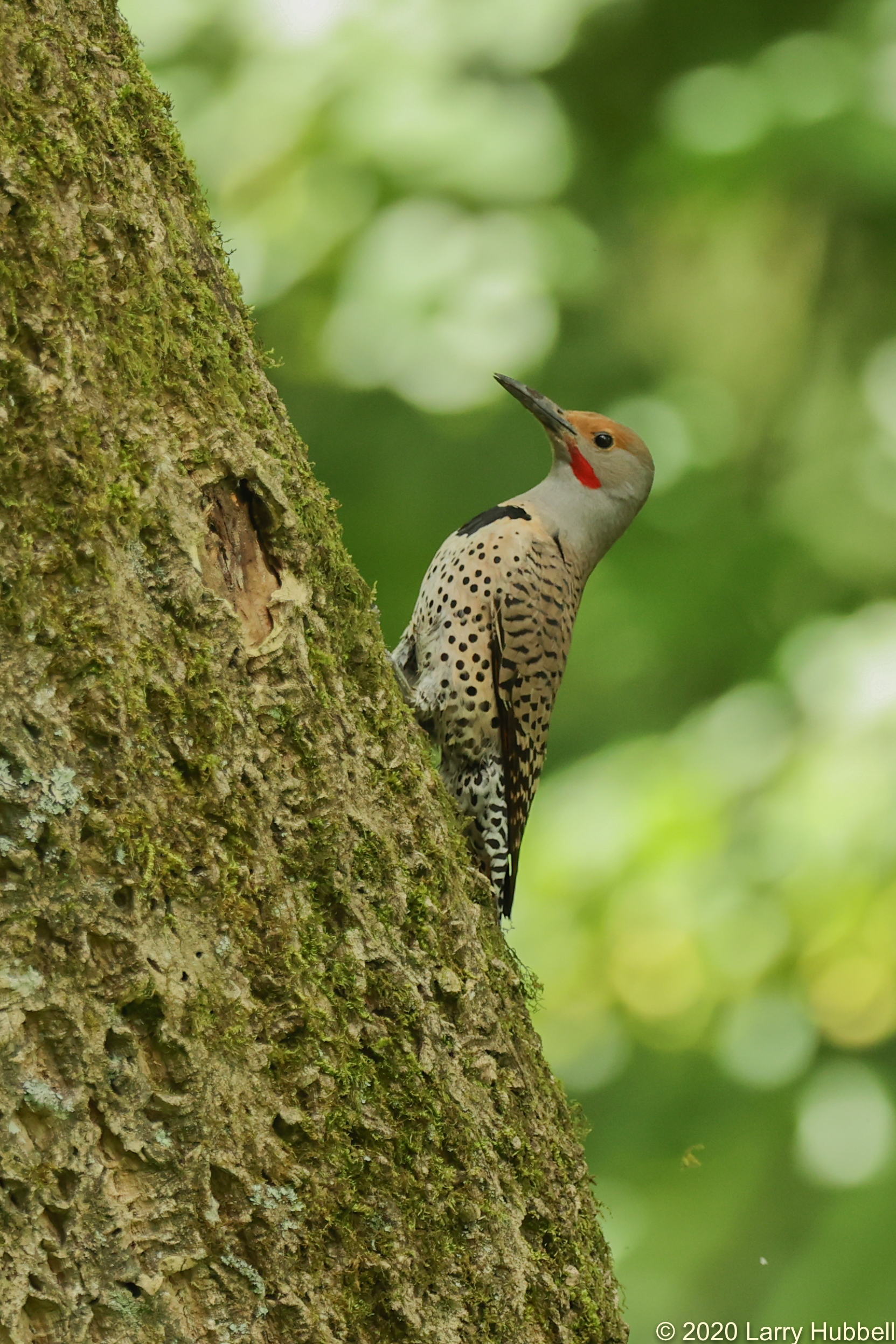 Common Flicker Information