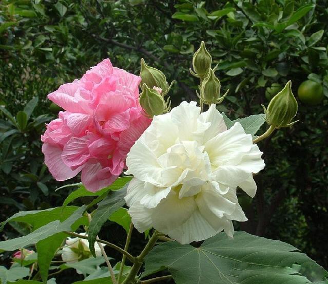 Rosa Louca Paulista / Hibiscus Mutabilis / Hibisco