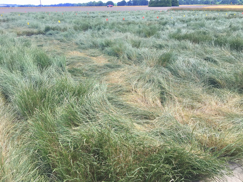 Land of LIQUID: Oregon Grass Research