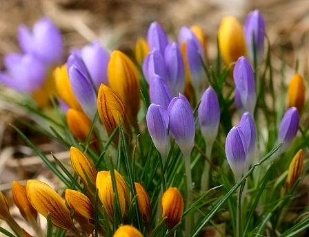 SECTIA IMPRUMUT CARTE PENTRU COPII: O PRIMAVARA MINUNATA