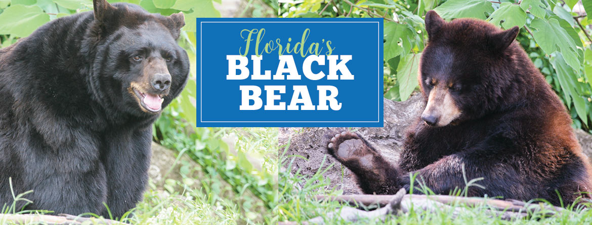 Breanna's Blog: (Ursus americanus floridanus)Florida Black Bear