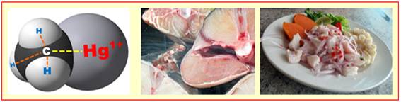 Agenda Química Virtual: METILMERCURIO: NEUROTÓXICO AMBIENTAL
