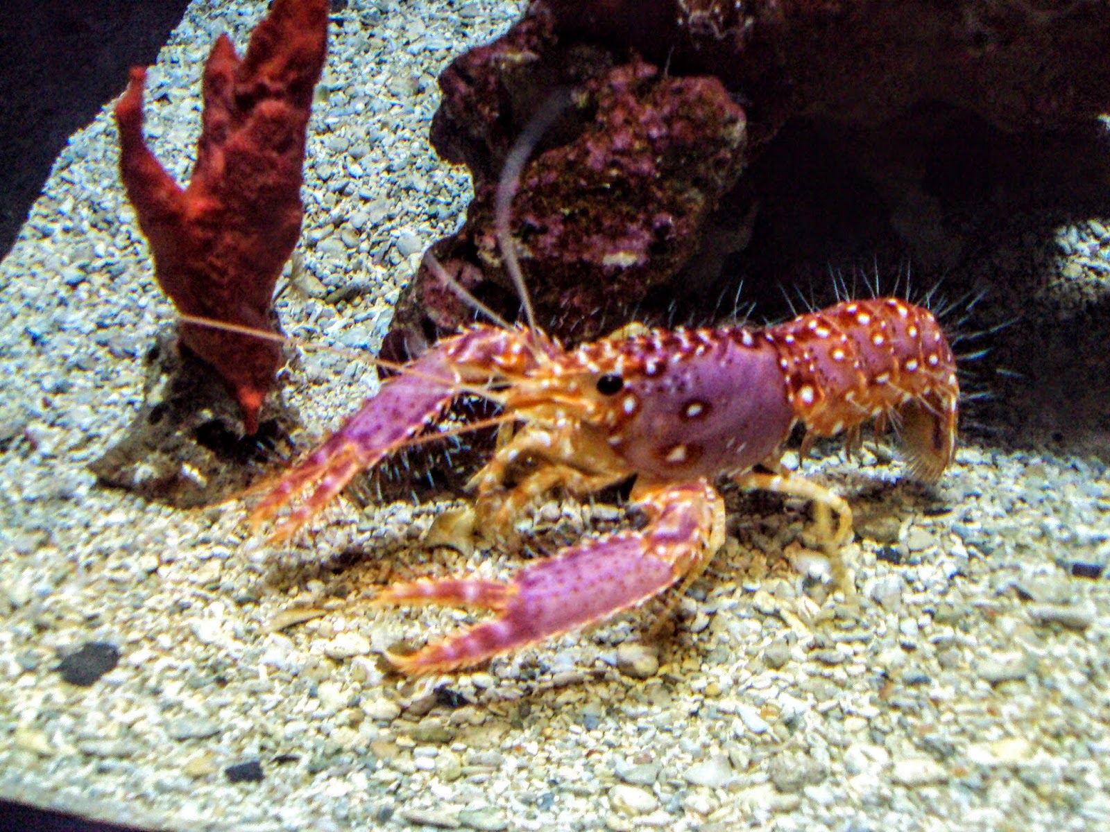 Ocean Center Video And Photos