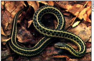 Wildlife Monitor: Snake Cover Boards