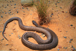 The Fierce Snake Most Dangerous Snake | The Wildlife