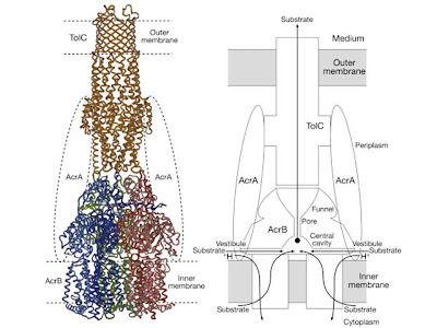 AcrB - The Multisite Drug Efflux Transporter: Structure