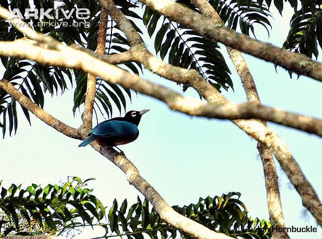 Soldier's Task: Animal Kingdom: Blue Bird of Paradise (Paradisaea rudolphi)